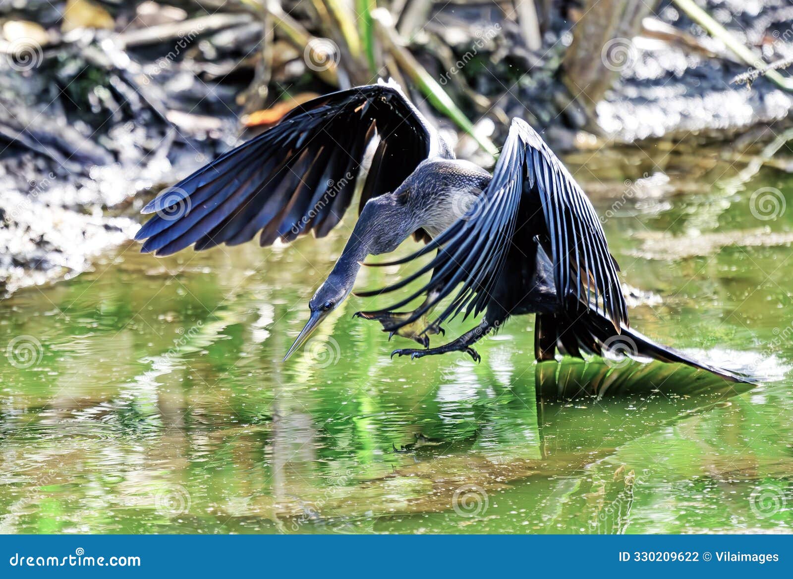 Anhinga hunting fish. stock photo. Image of anhingas - 330209622