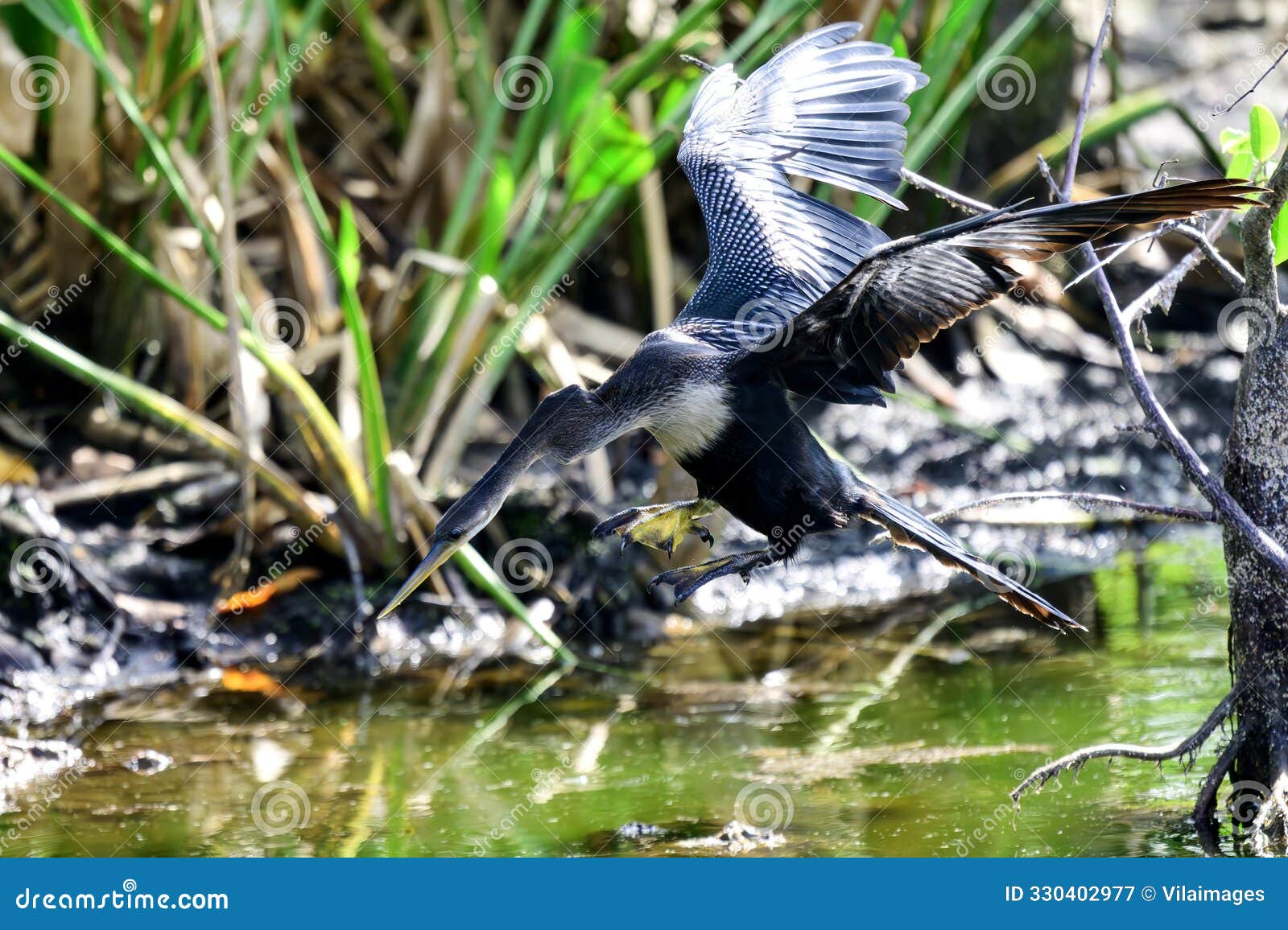 Anhinga hunting fish. stock image. Image of rapid, bill - 330402977