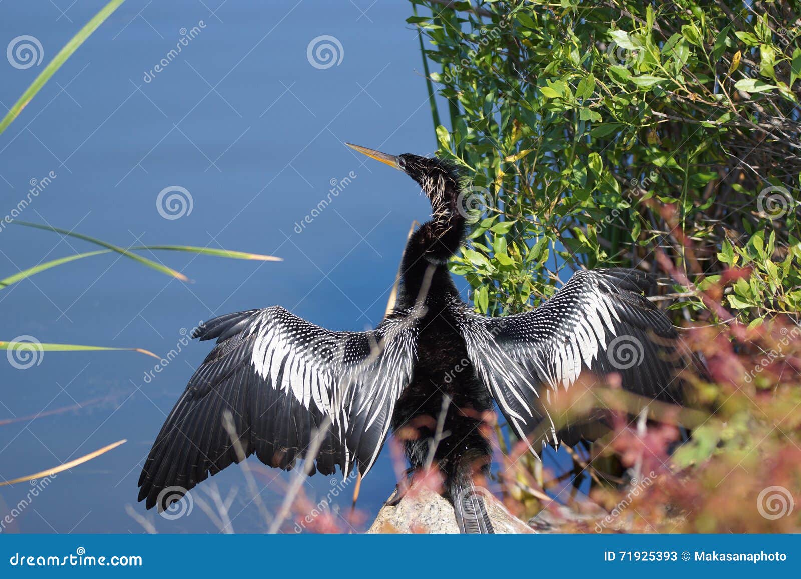 Anhinga stock image. Image of inlet, habitat, beach, grand - 71925393
