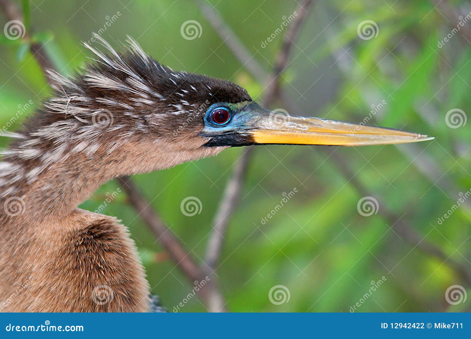 Anhinga Looking Right stock photo. Image of neck, birds - 12942422