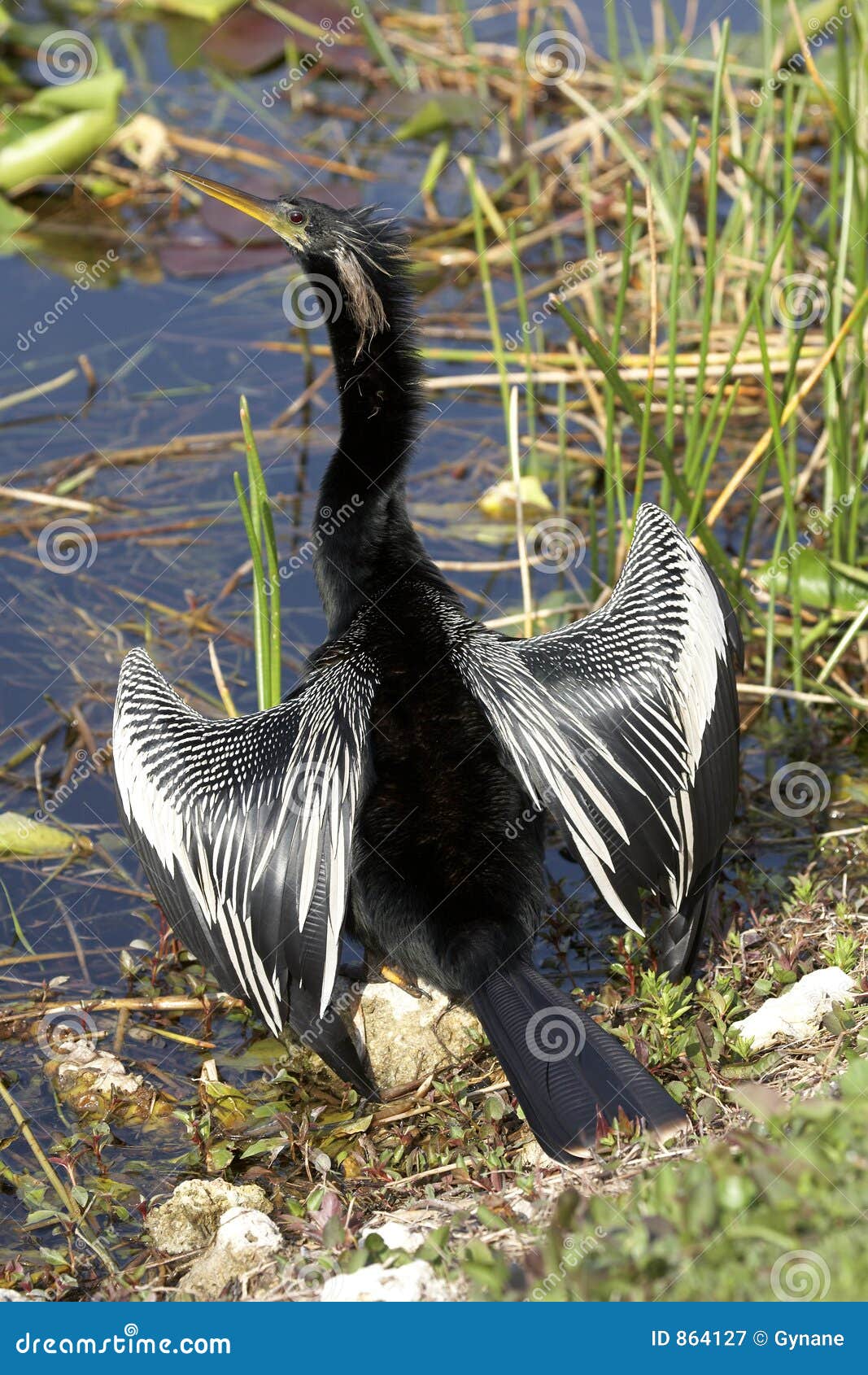 Anhinga male bird stock image. Image of grasses, anhingidae - 864127
