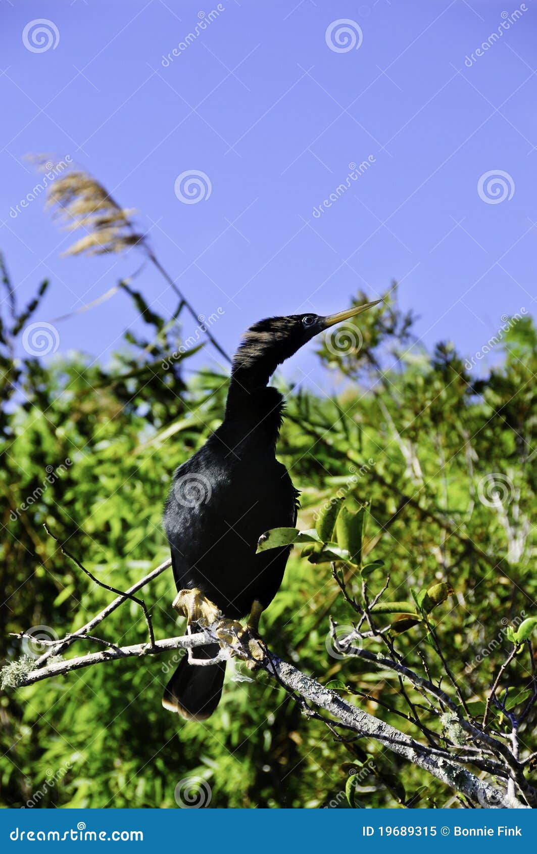 Anhinga or Snake Bird stock image. Image of aquatic, wetland - 19689315
