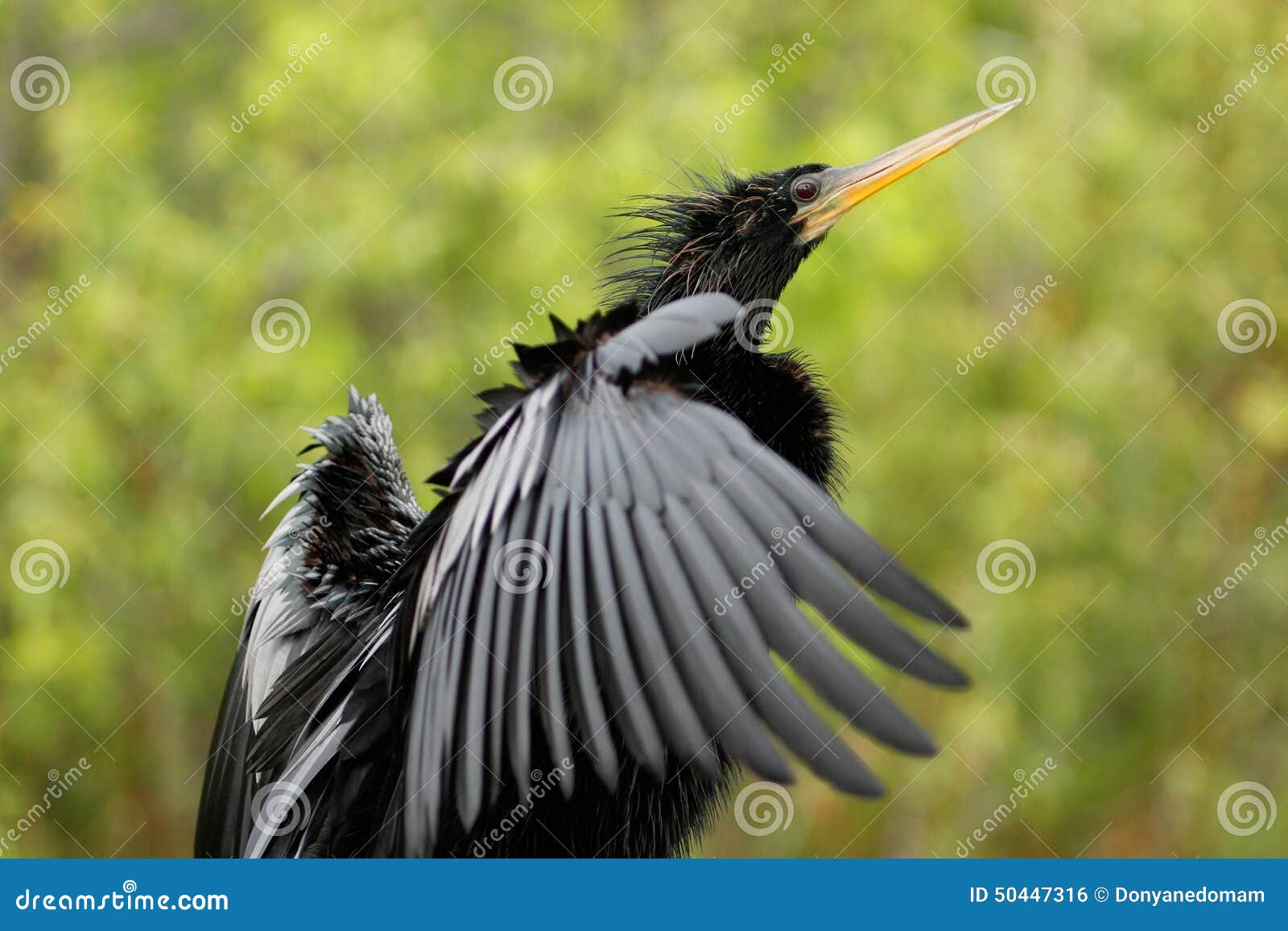 Anhinga stretching wings stock photo. Image of plumage - 50447316
