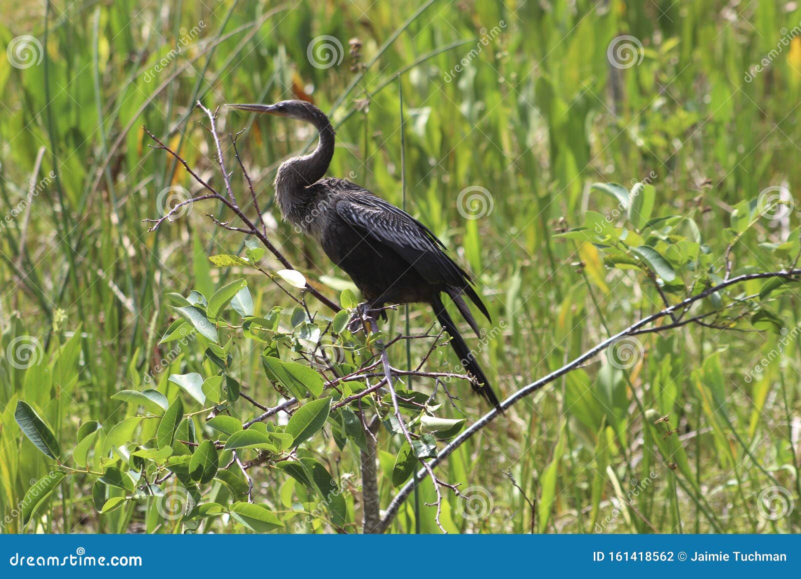 Bird perched in swamp tree stock photo. Image of amazon - 161418562