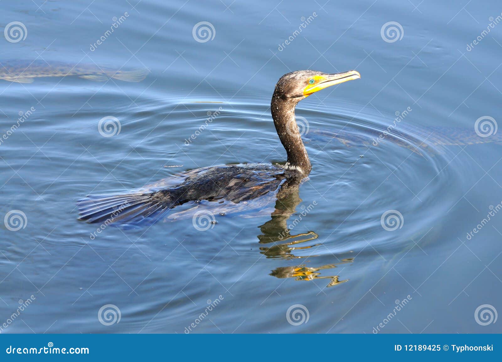 Anhinga Swimming Along Water Stock Image - Image of american, park ...