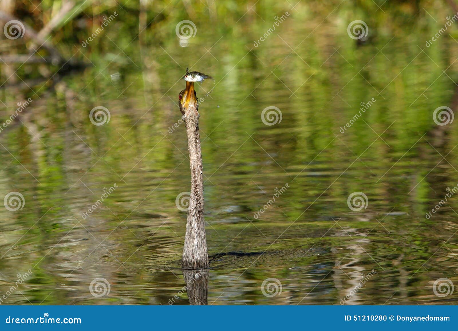 Anhinga swimming stock photo. Image of wetland, wading - 51210280
