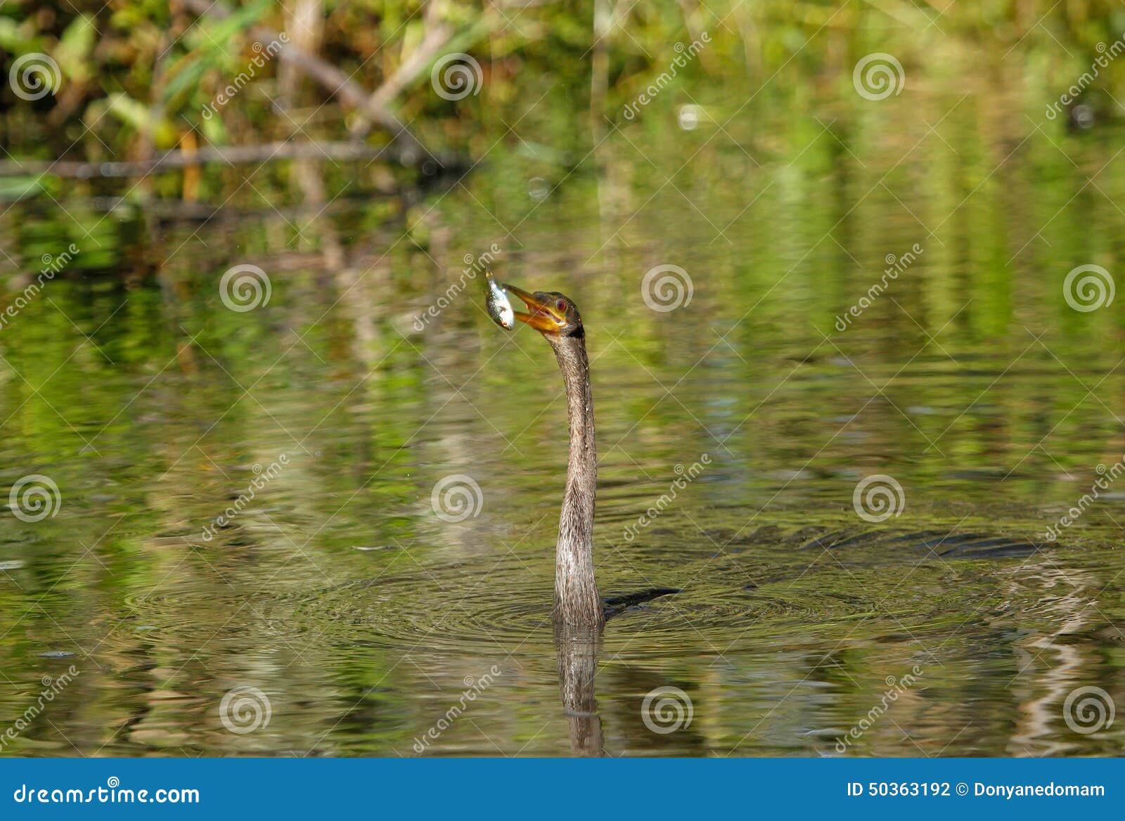 Anhinga swimming stock photo. Image of wildlife, wild - 50363192