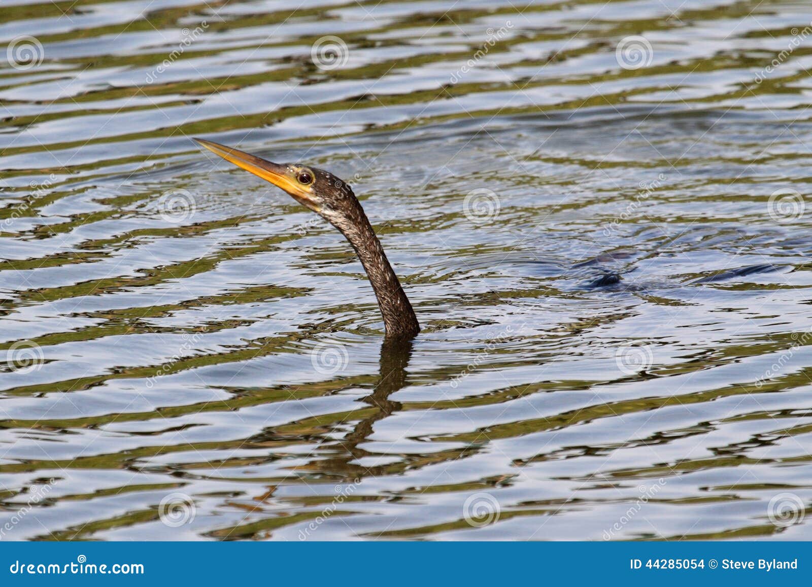 Anhinga Swimming stock photo. Image of wild, feathers - 44285054