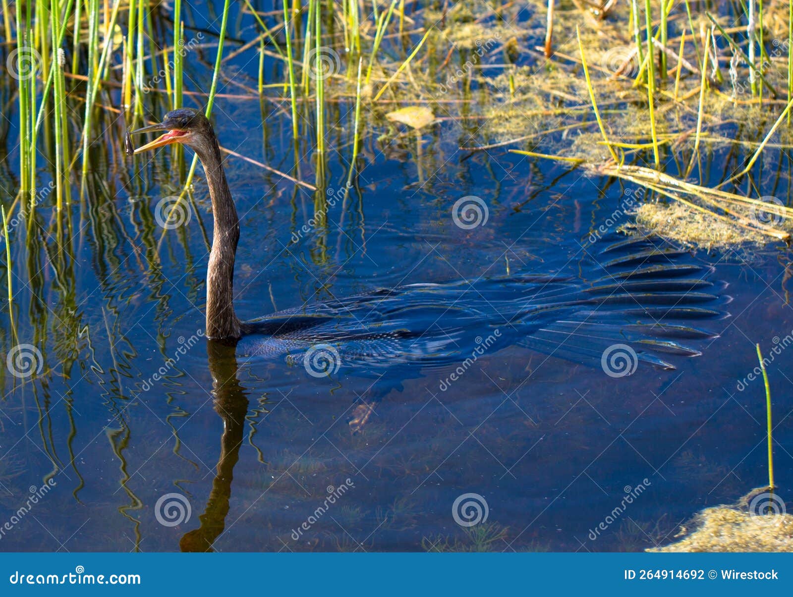 Anhinga Swimming And Looking For A Fish To Spear With Its Bill In The ...