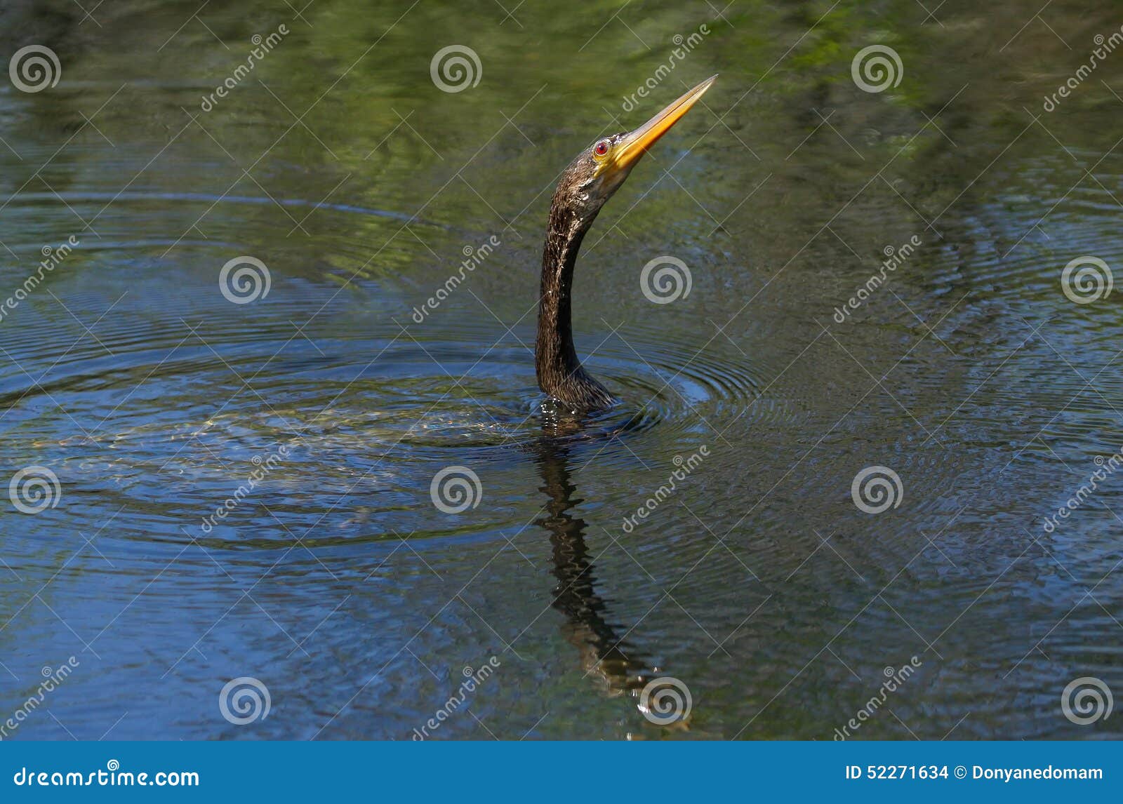 Anhinga swimming stock photo. Image of water, female - 52271634