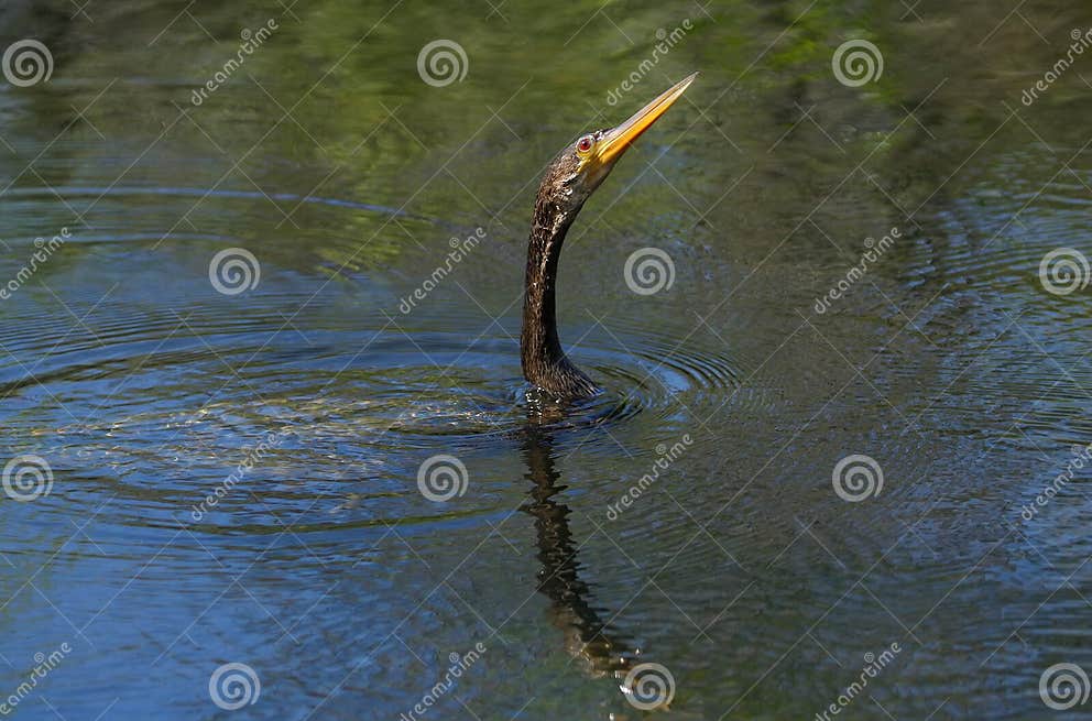 Anhinga swimming stock photo. Image of water, female - 52271634