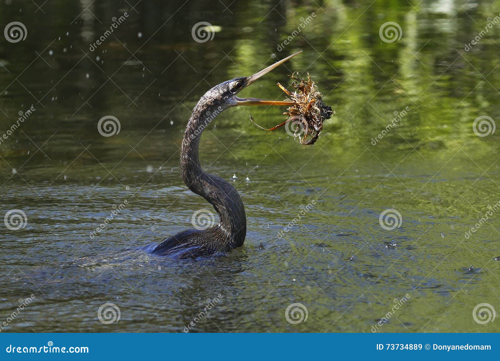 Anhinga Swimming in a Water Stock Image - Image of rookery, american ...