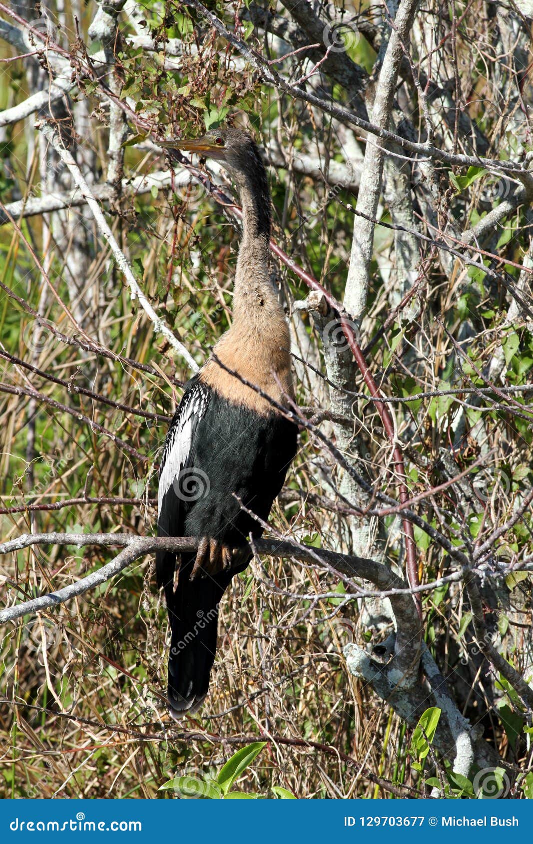 Anhinga in a Tree stock image. Image of brown, anhinga - 129703677