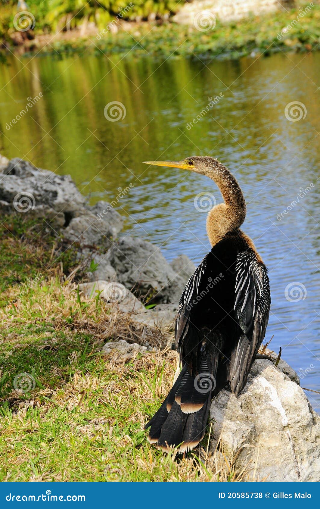 Anhinga by the Water stock photo. Image of nature, natural - 20585738