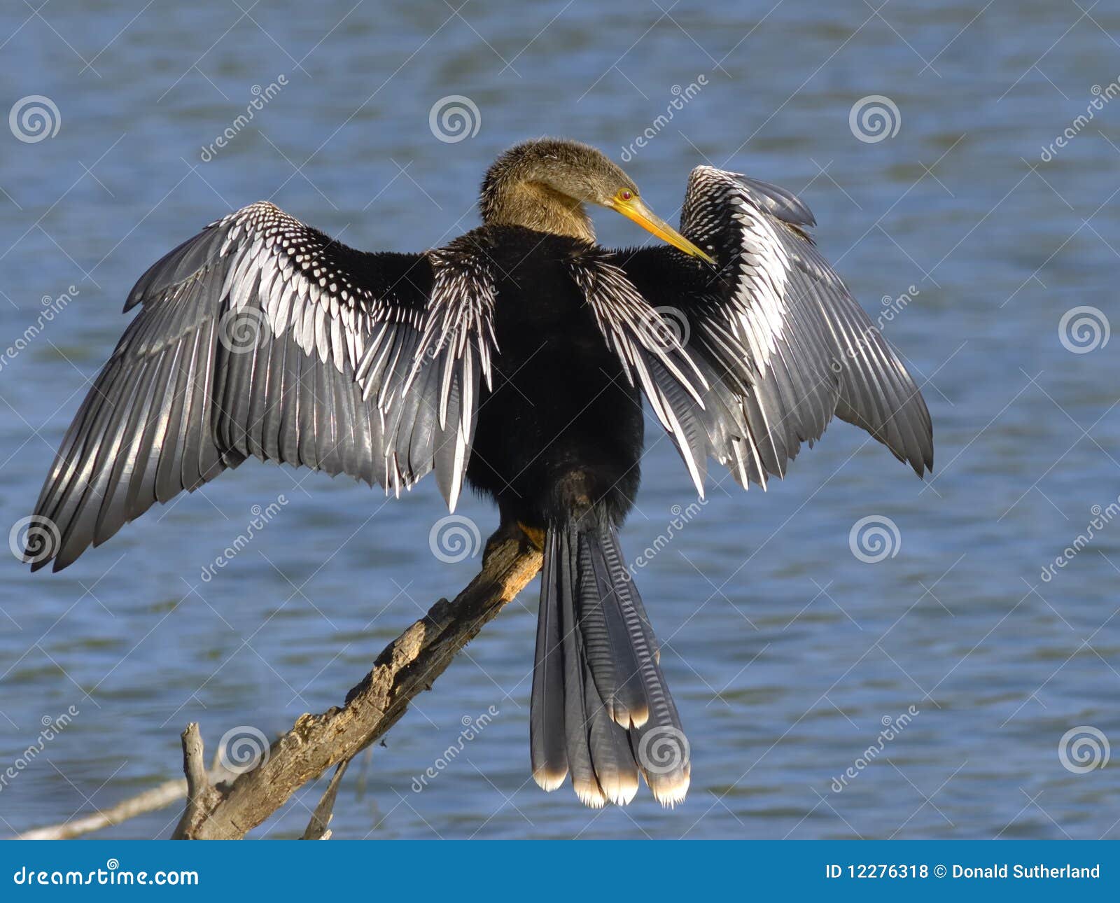 Anhinga Wings stock photo. Image of nature, water, perched - 12276318