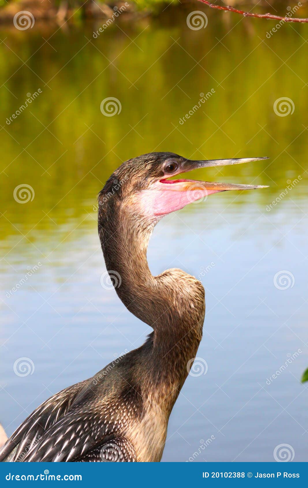 Anhingas in the Everglades stock photo. Image of everglade - 20102388