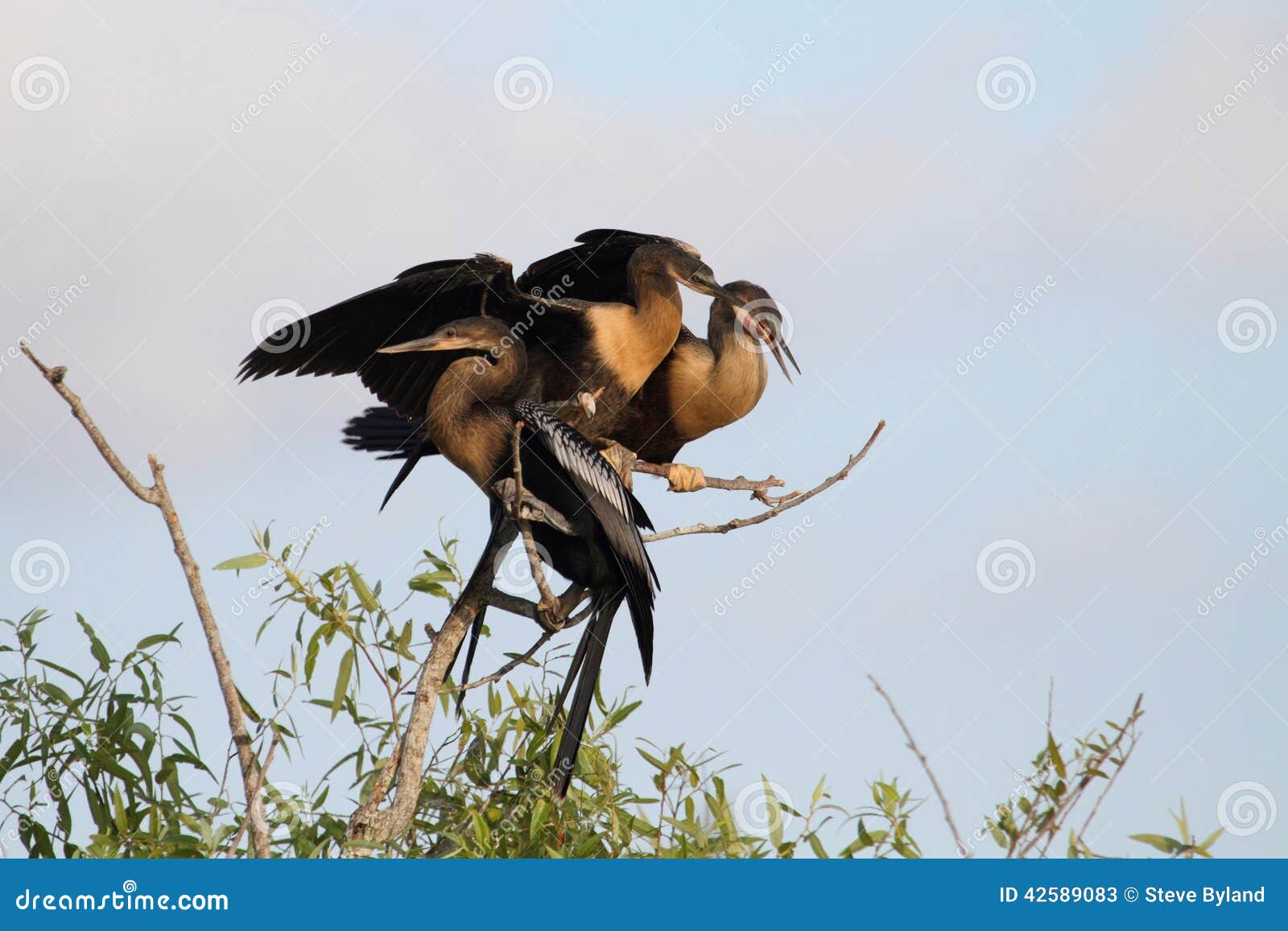 Anhingas on a Perch stock image. Image of wing, fauna - 42589083