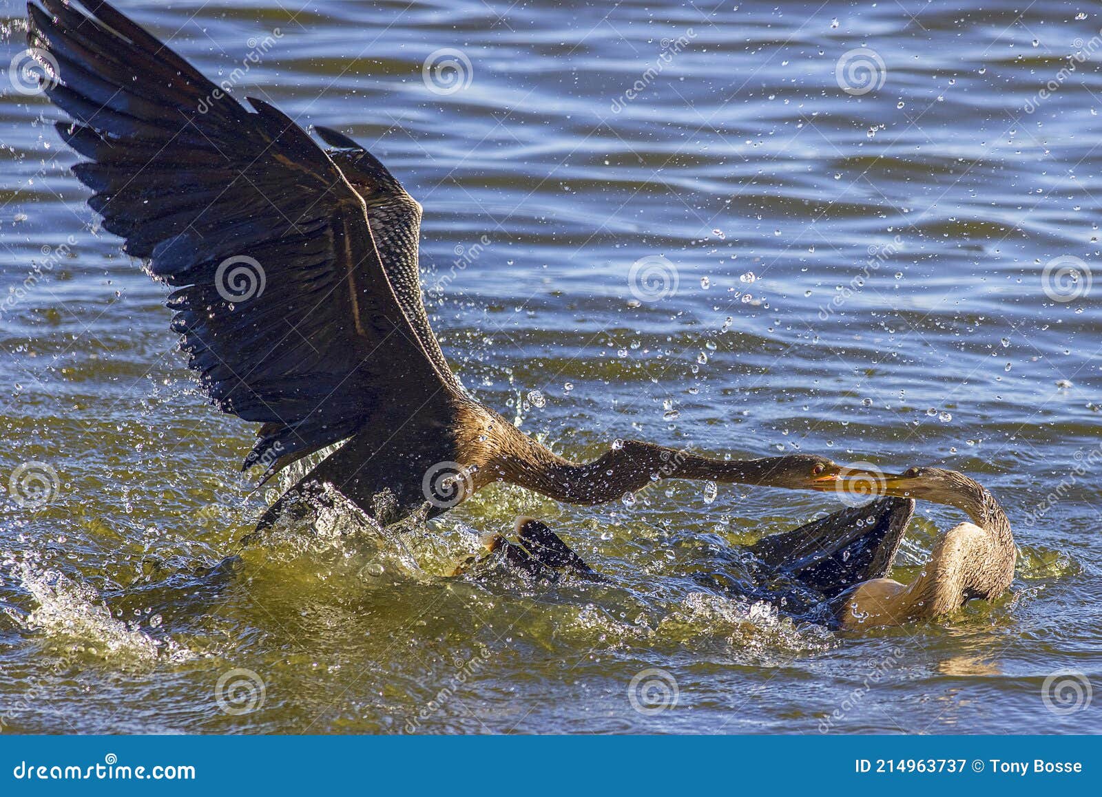 Anhingas Territorial Fight stock image. Image of nature - 214963737