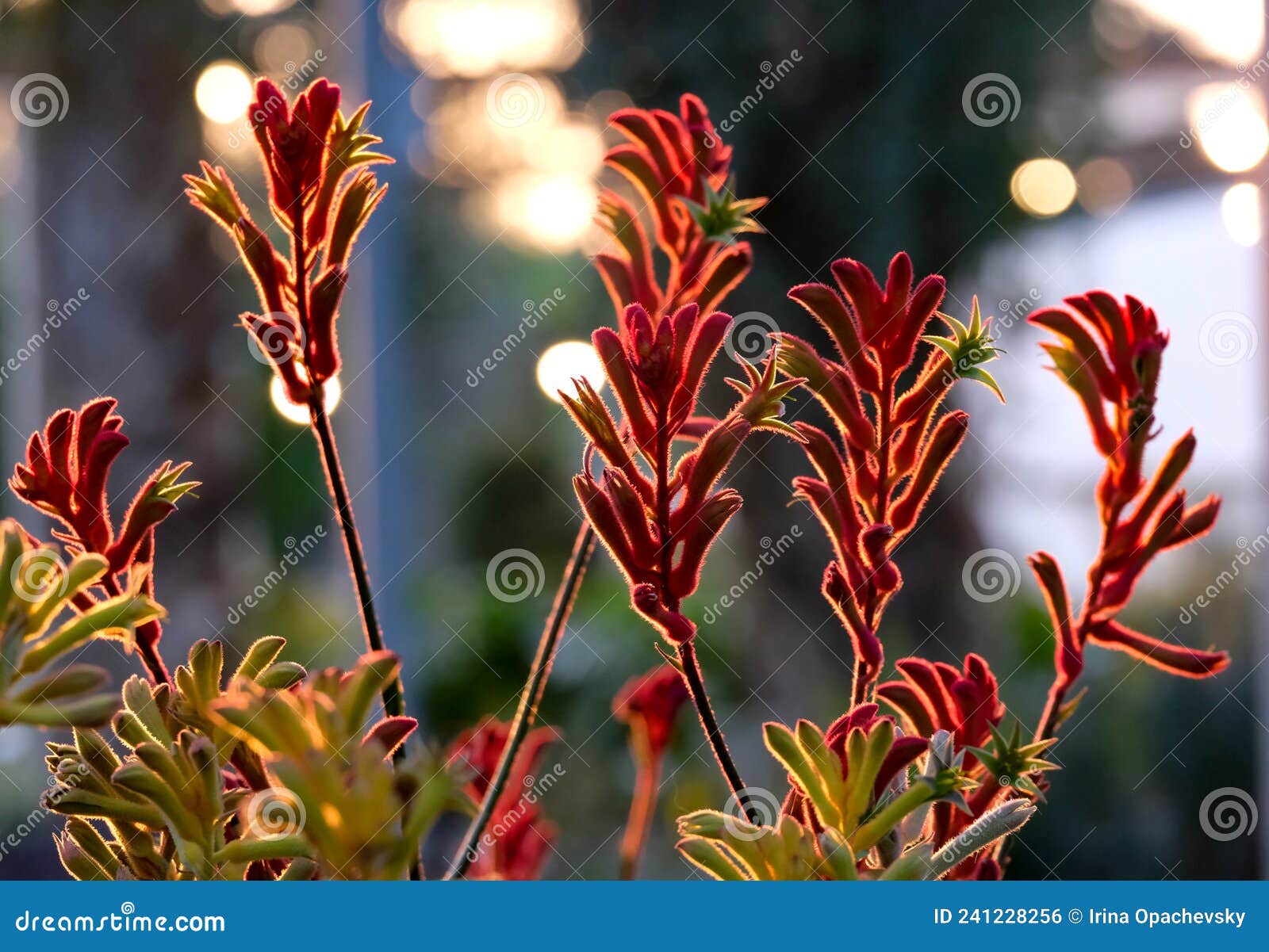 Anigozanthos Big Red or Red Kangaroo Paw Stock Photo - Image of plant ...