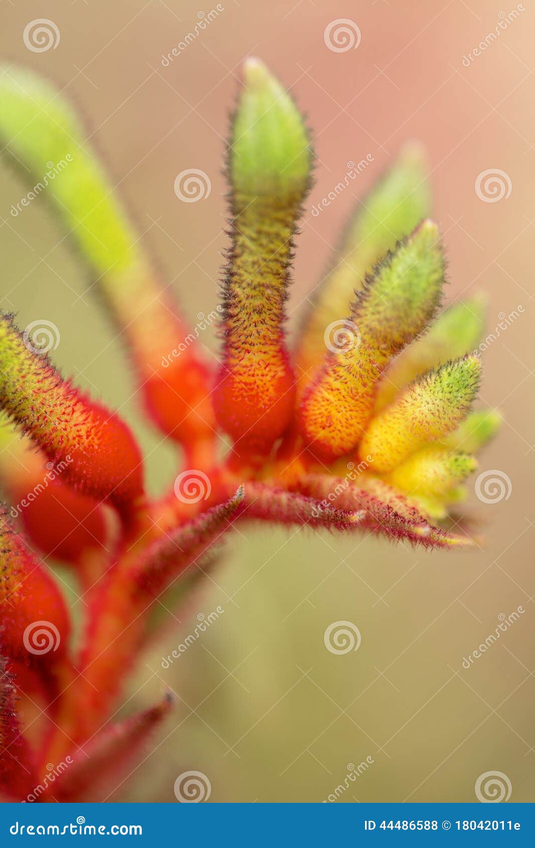 Anigozanthos Manglesii Flower, Common Name Mangles Kangaroo Paw Stock ...