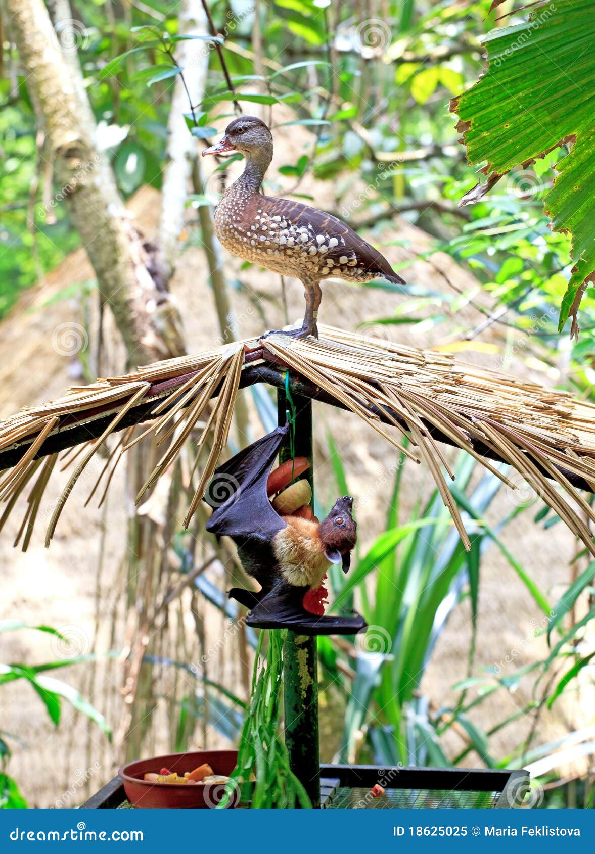 Animais no parque imagem de stock. Imagem de pato, cabelo - 18625025