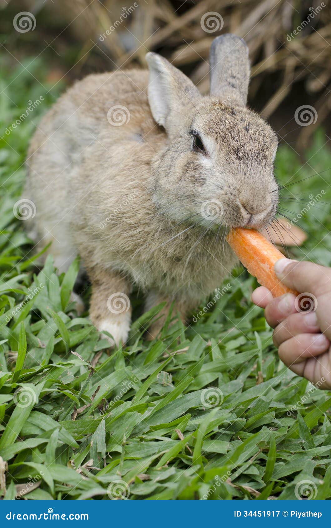 Animal imagen de archivo. Imagen de gris, lindo, pascua - 34451917