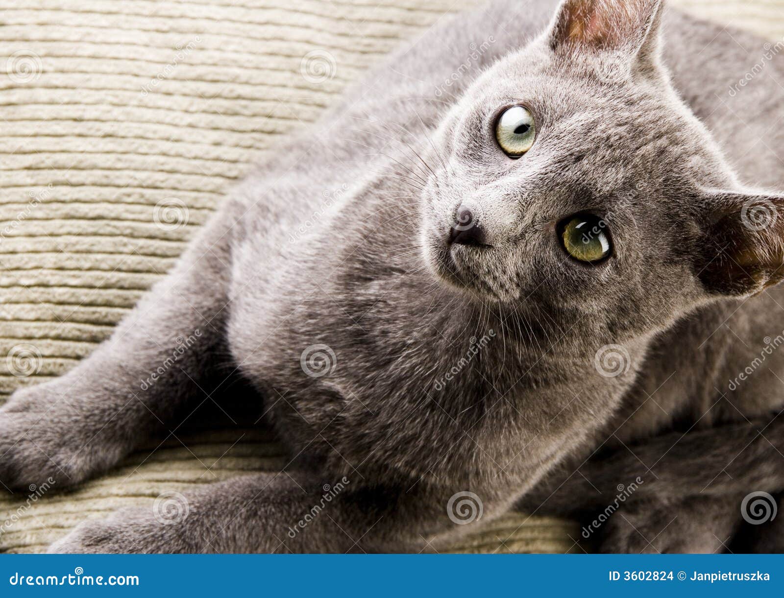 220,198 Small Furry Animal Photos - Free & Royalty-Free Stock Photos ...