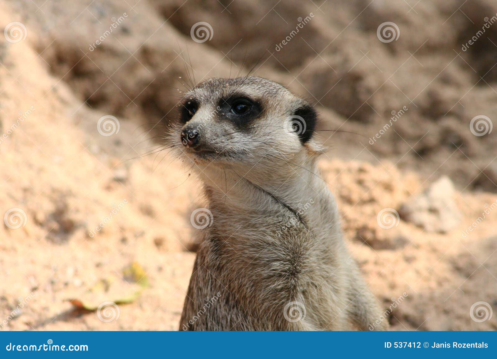 The animal stock photo. Image of africa, cute, fluffy, mere - 537412