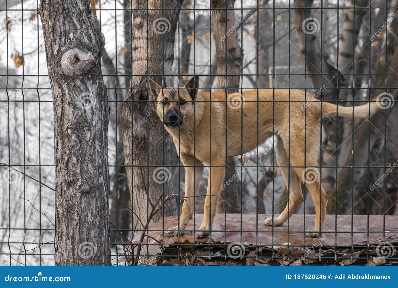 Agressive Stray Dog Snarling Behind Bars Stock Photo - Image of enraged ...