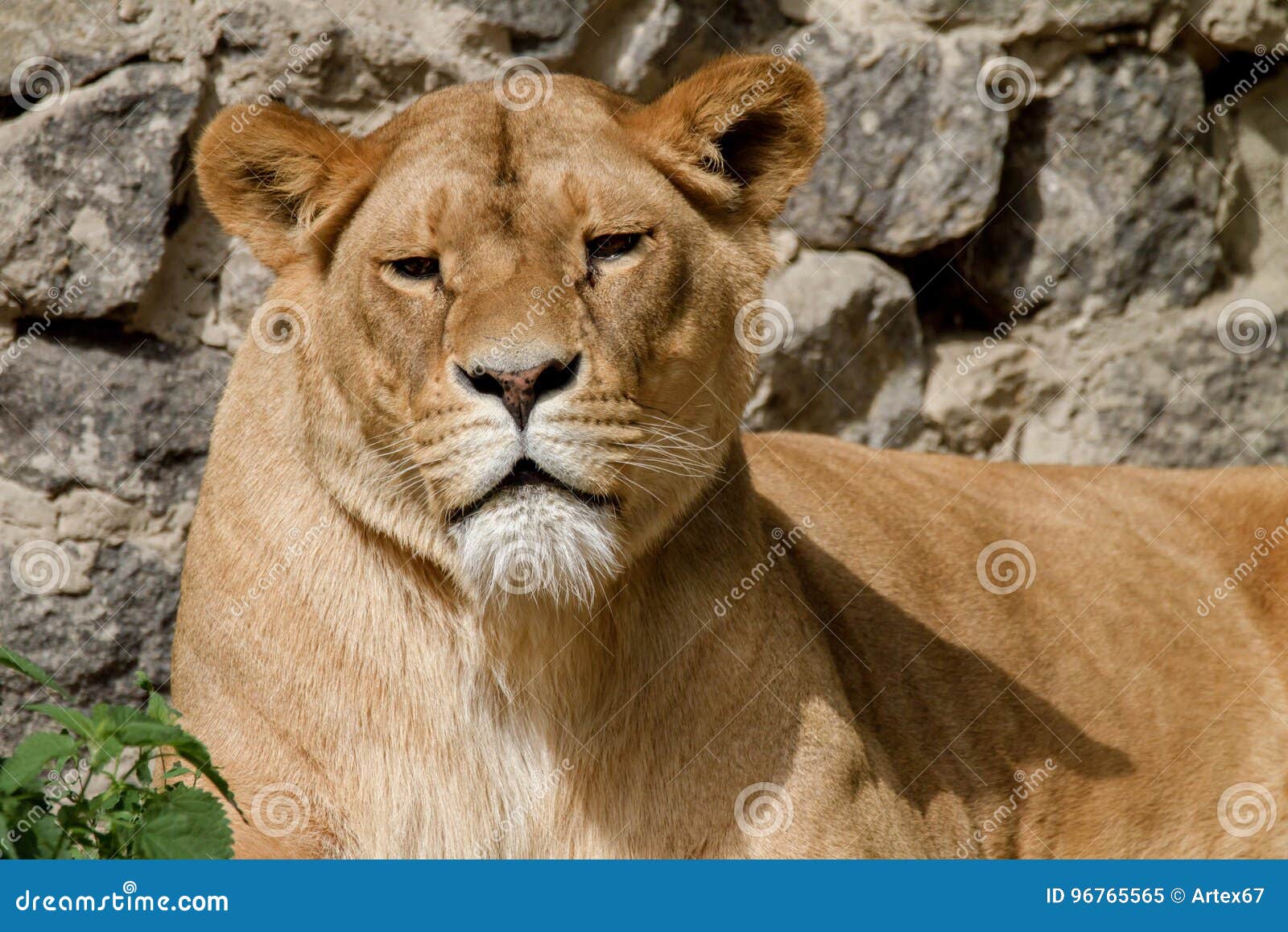 Animal is an Adult Lioness Lying and Staring Stock Image - Image of ...