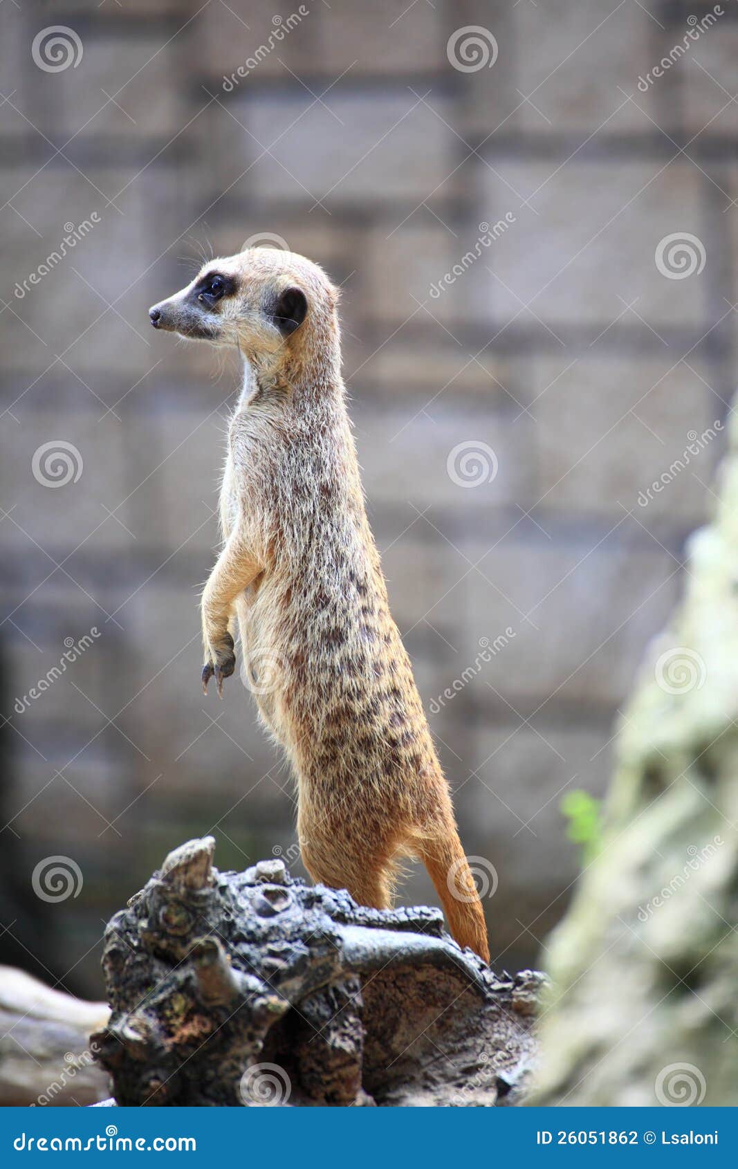 Animal Alert Meerkat Standing on Guard Stock Photo - Image of kalahari ...