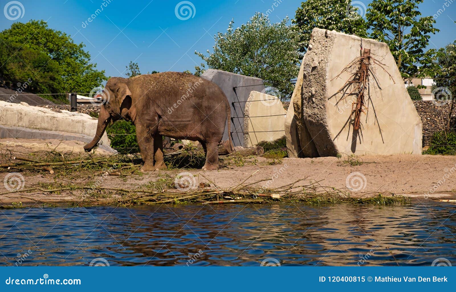 Animal in Amsterdam Zoo stock image. Image of outdoors - 120400815