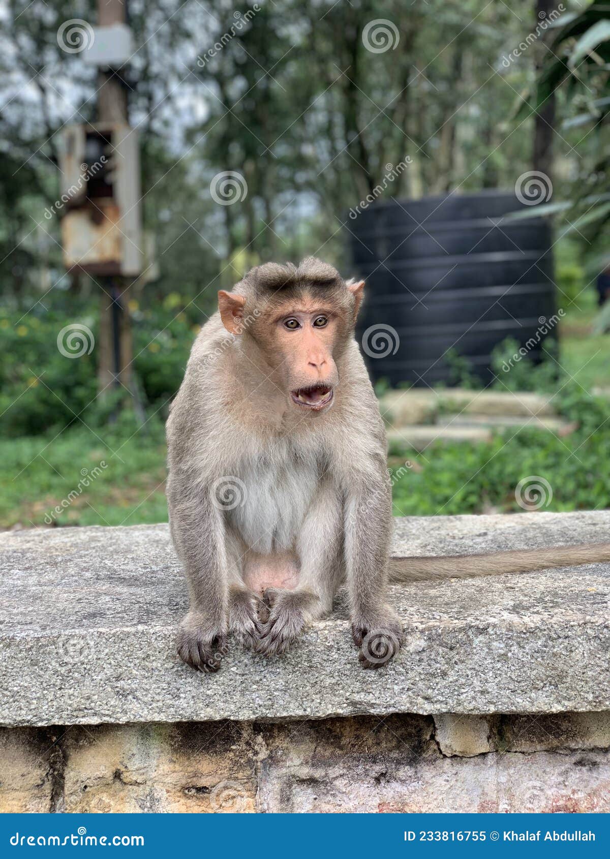 Angry Monkey In A Cage Stock Image | CartoonDealer.com #37391863