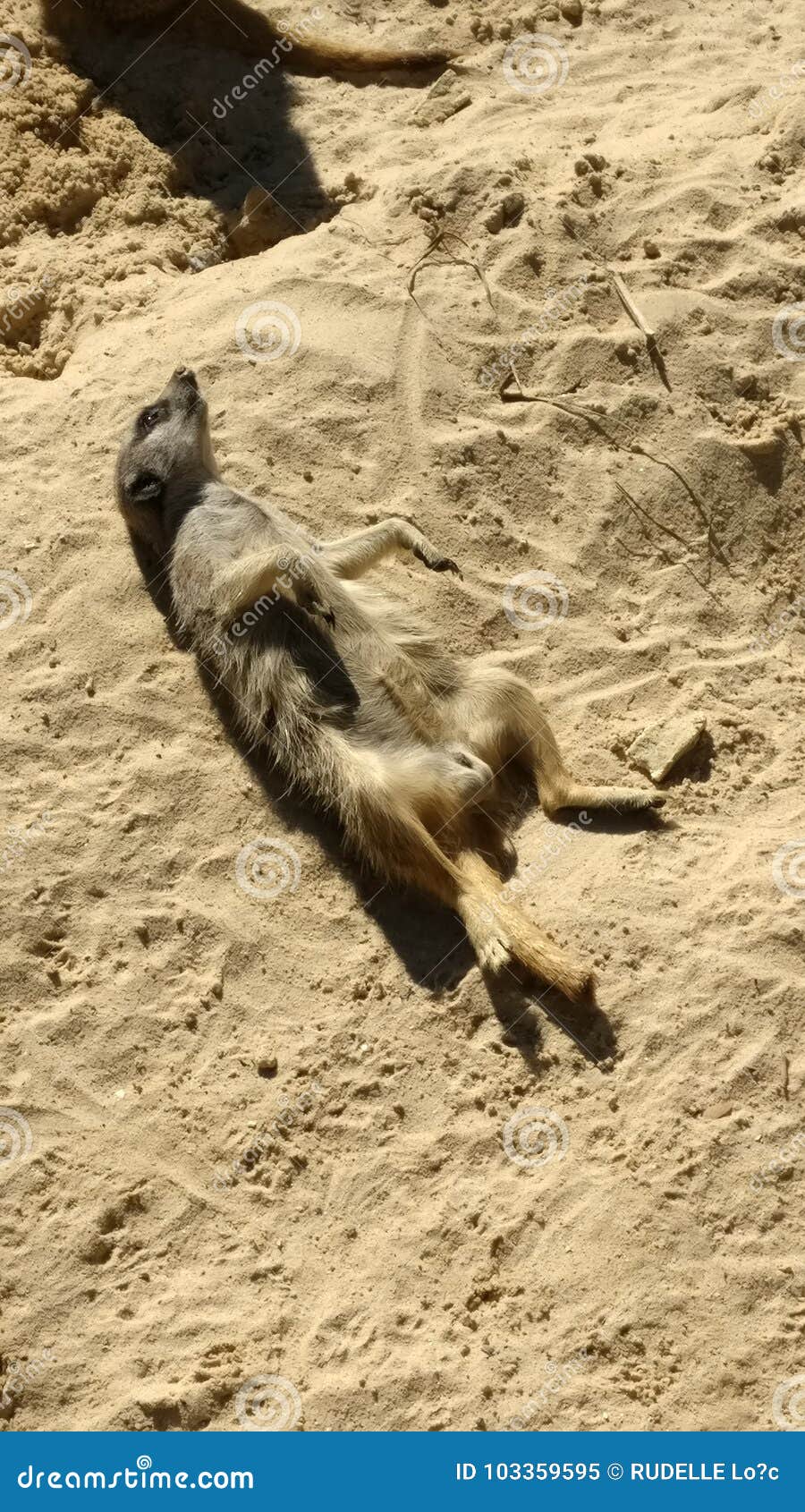 Animal stock image. Image of mammal, sand, carnivoran - 103359595