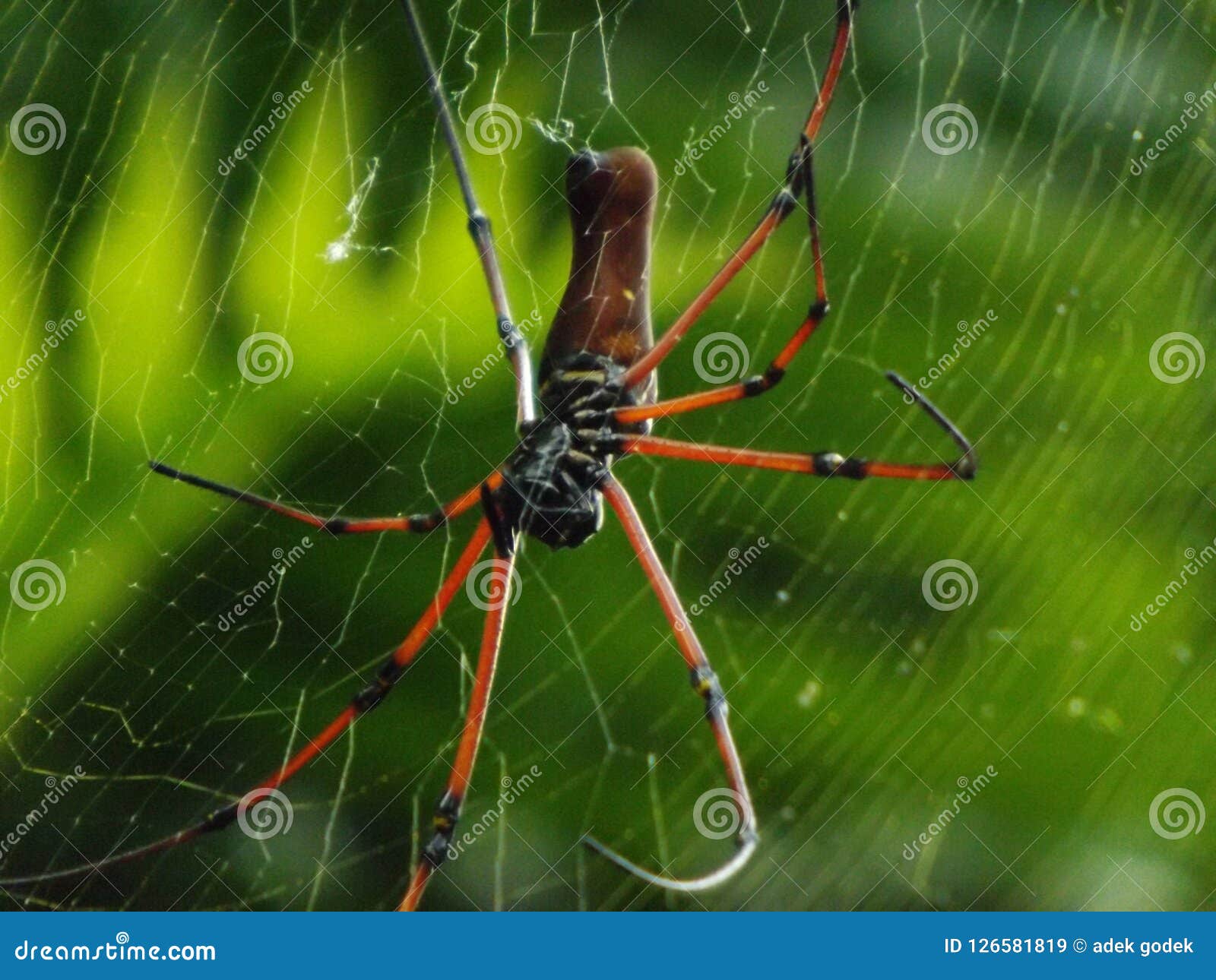 Animal stock image. Image of animal, macro, spider, object - 126581819