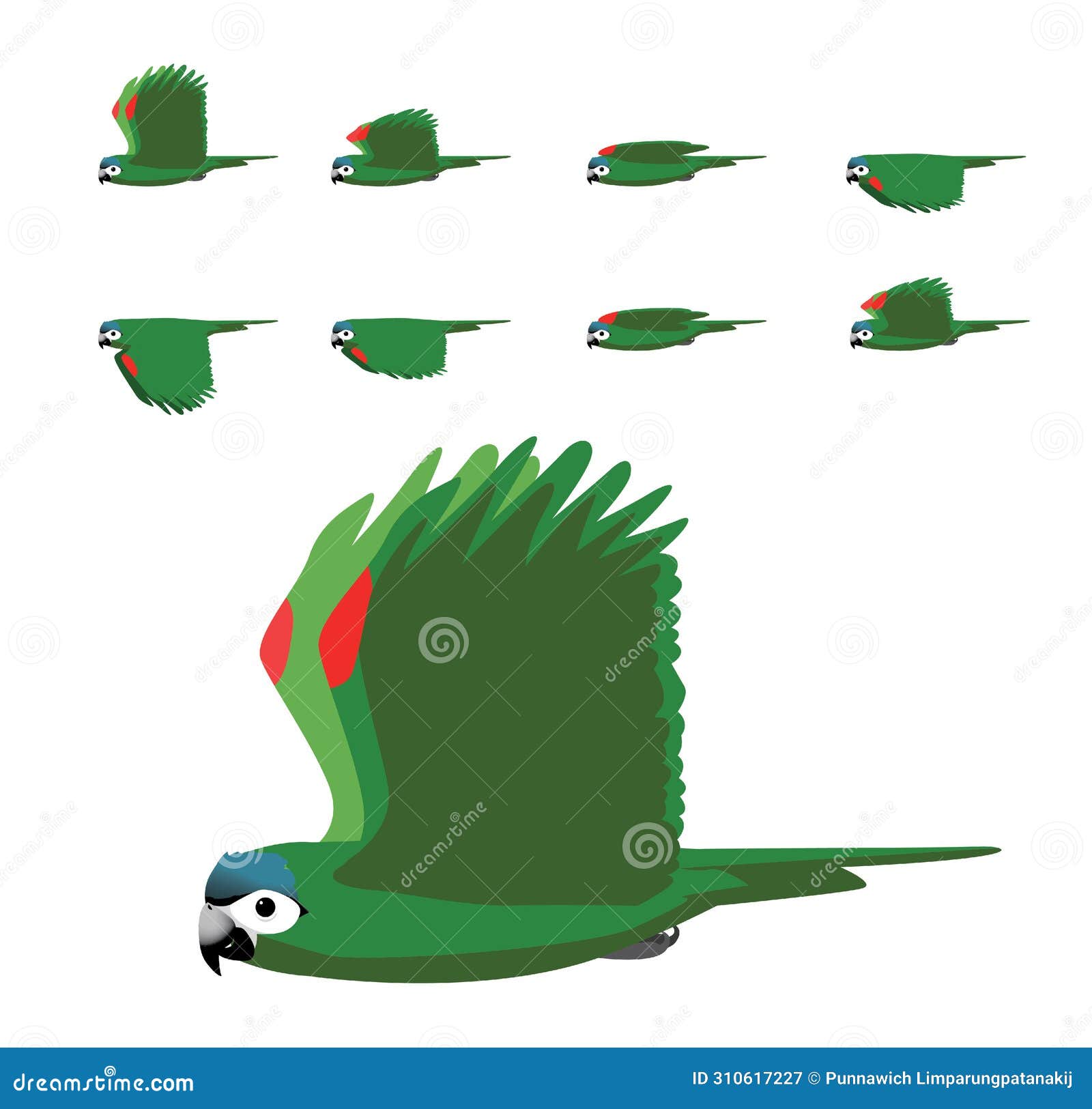 Bird Parrot Hahn S Macaw Flying Animation Sequence Cartoon Vector Stock ...