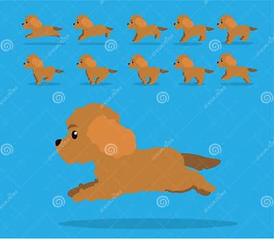 Animal Animation Sequence Dog Cockapoo Cartoon Vector Stock Vector ...