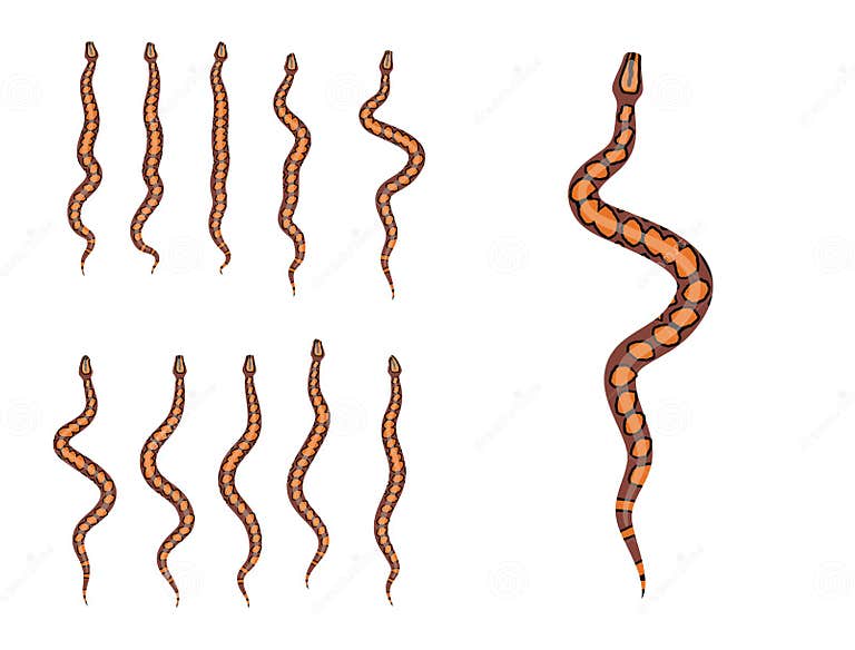 Animal Animation Sequence Rainbow Boa Cartoon Vector Stock Vector ...