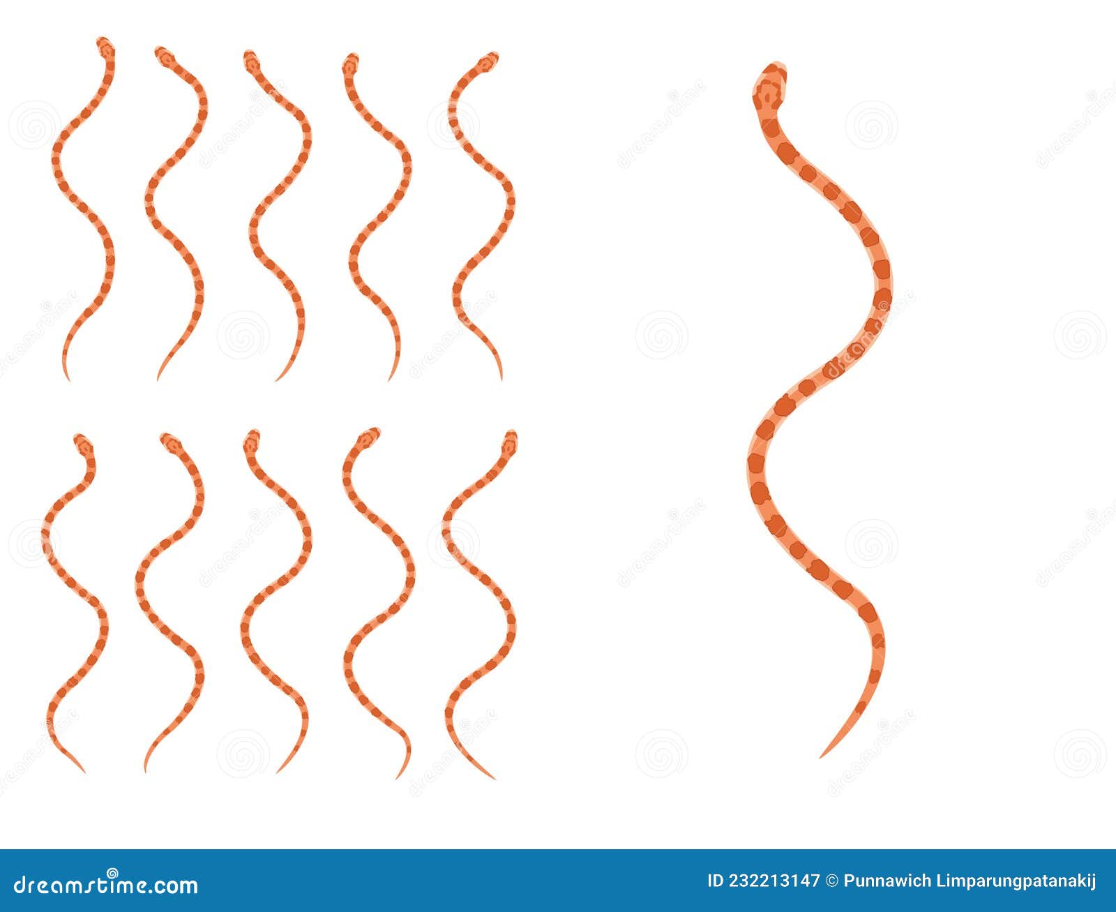Animal Animation Sequence Corn Snake Cartoon Vector Stock Vector ...