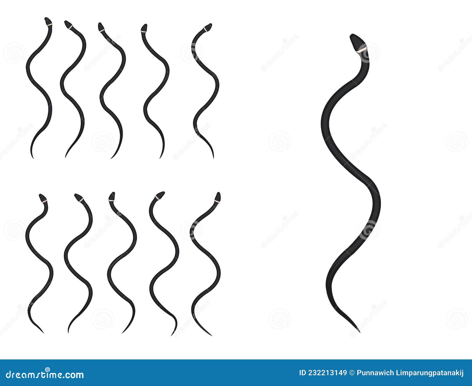 Animal Animation Sequence Ringneck Snake Cartoon Vector Stock Vector ...