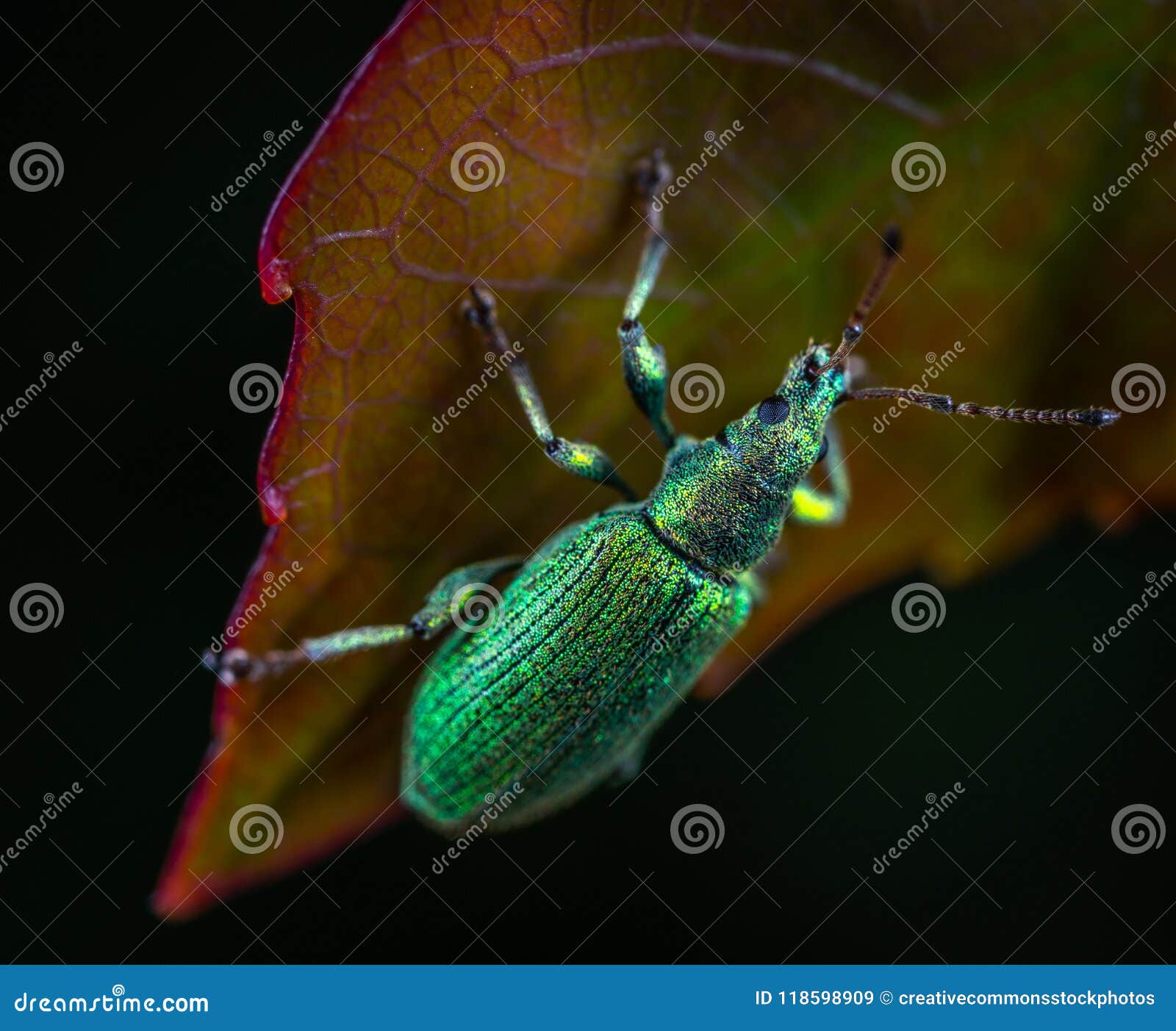 Animal, Antenna, Beetle Picture. Image: 118598909