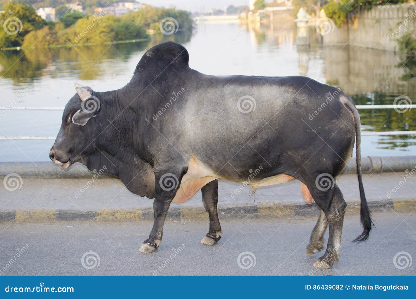 Animal an Asian Zebu Cattle Stock Photo - Image of zebu, cattle: 86439082