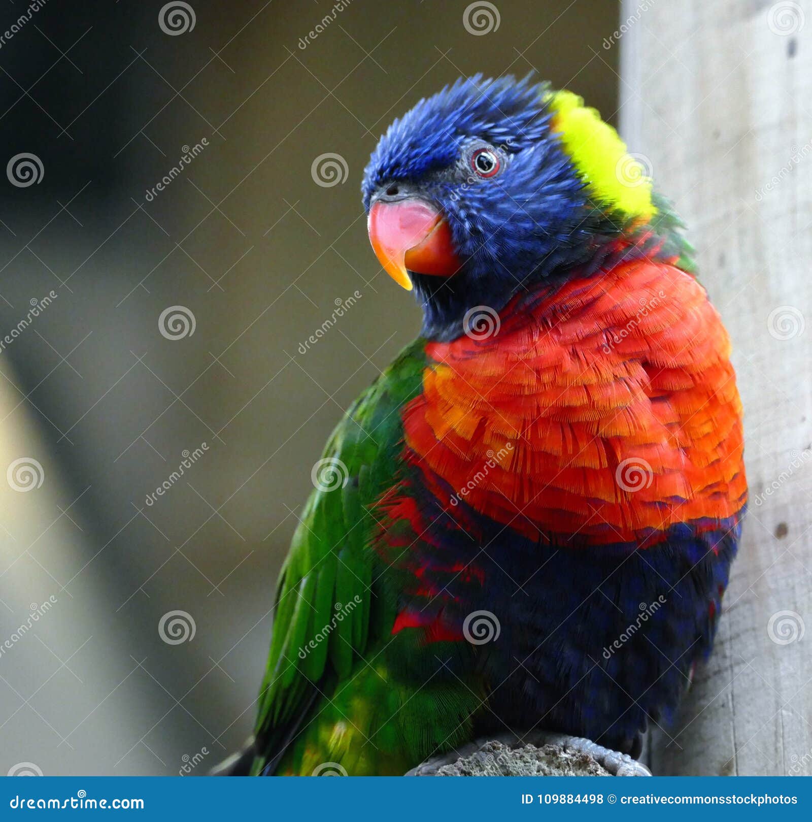 Animal, Avian, Beak Picture. Image: 109884498