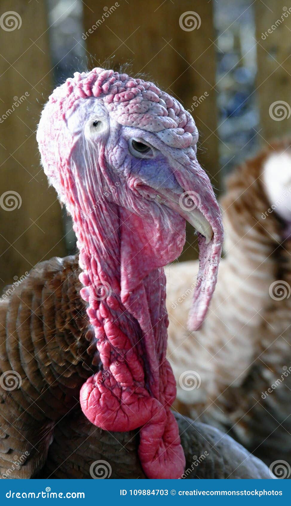 Animal, Avian, Beak Picture. Image: 109884703