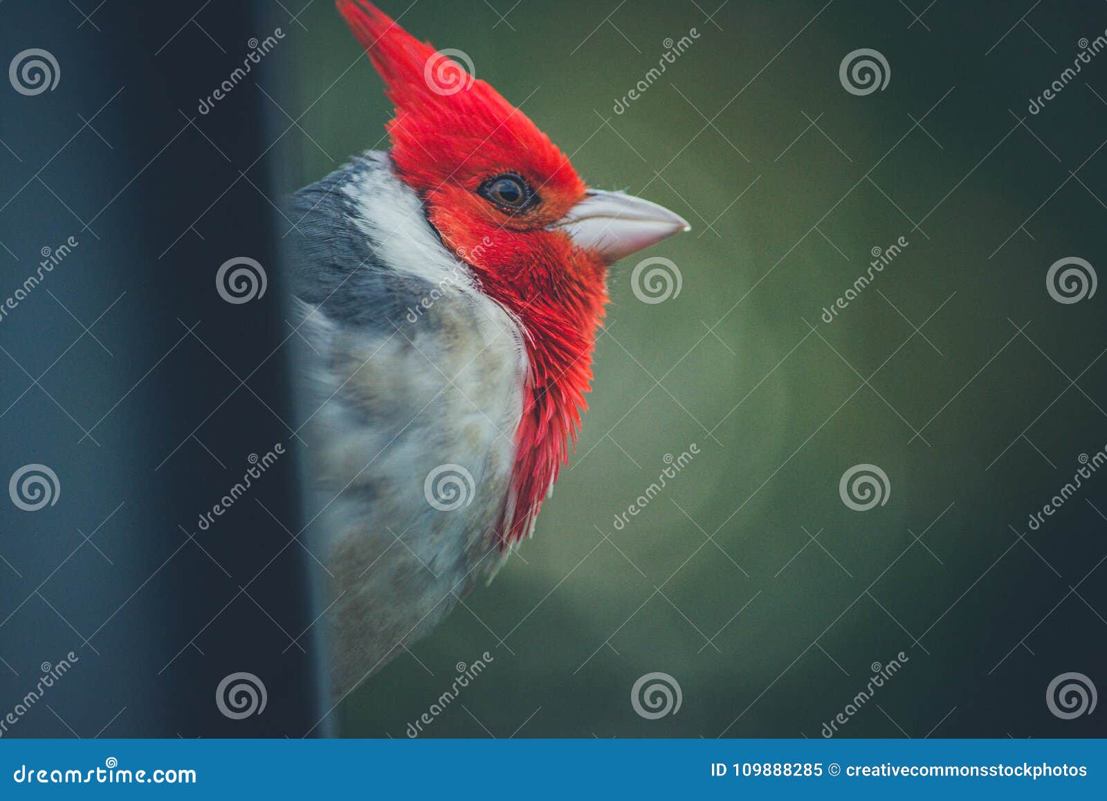 Animal, Avian, Beak Picture. Image: 109888285