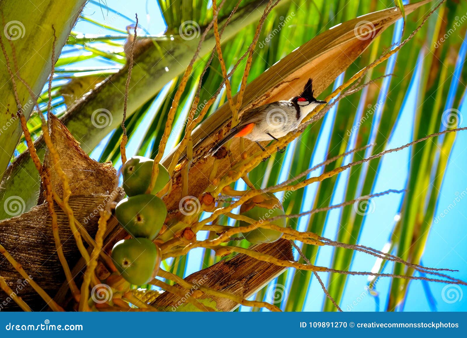 Animal, Avian, Beak Picture. Image: 109891270