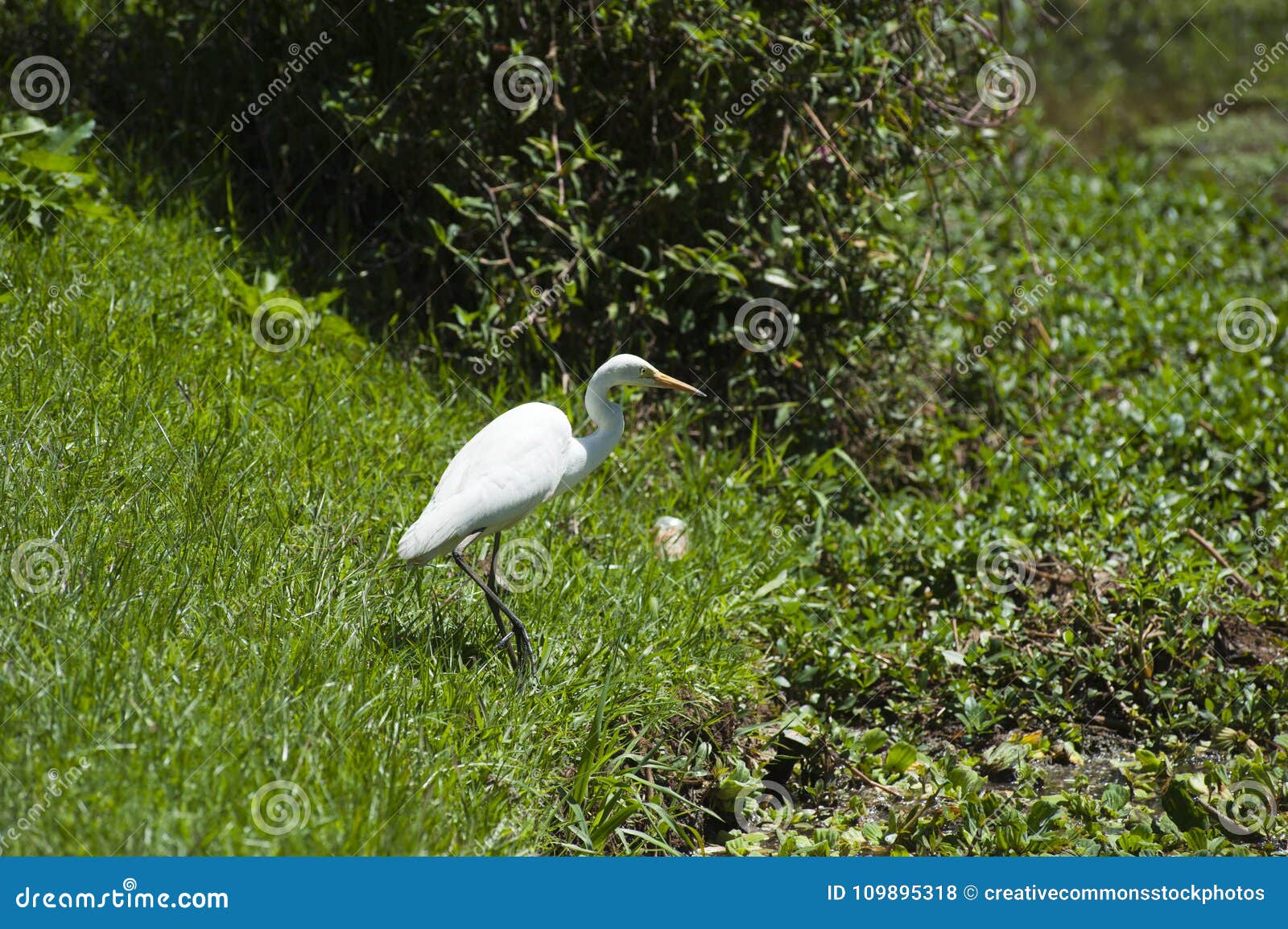 Animal, Avian, Beak Picture. Image: 109895318