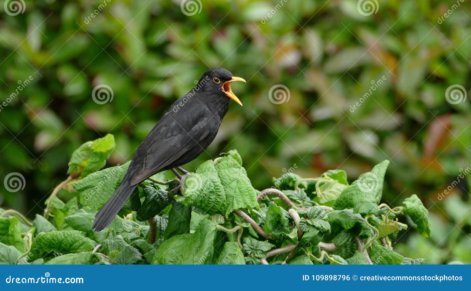 Animal, Avian, Beak Picture. Image: 109898796