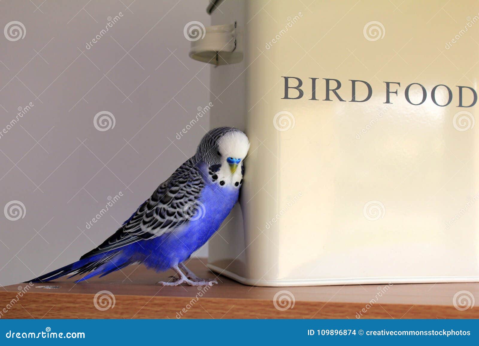 Animal, Avian, Bird Picture. Image: 109896874