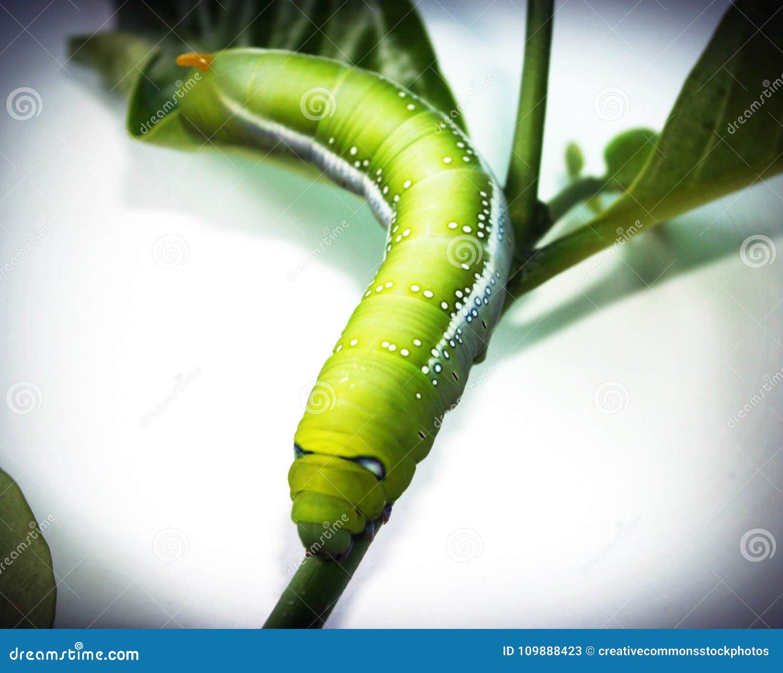 Animal, Background, Biology Picture. Image: 109888423